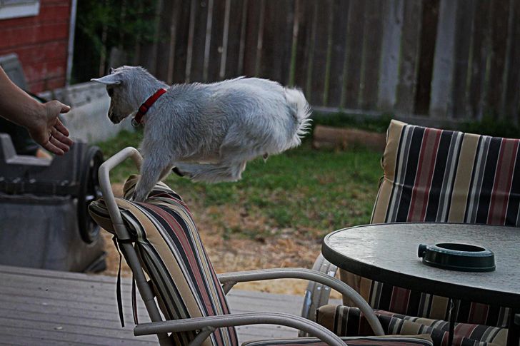 15 fotos graciosas de cabras que son capaces de todo para llamar la ...