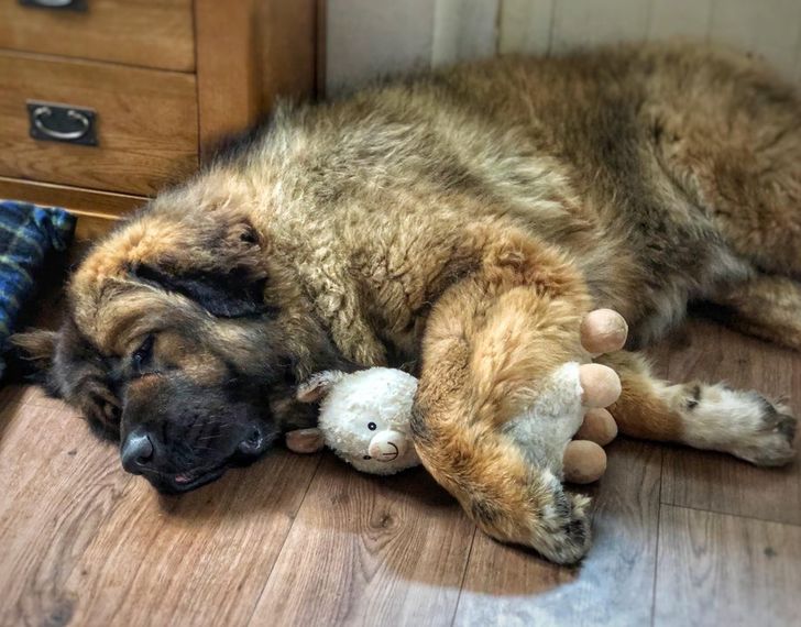 18+ Fotos de perritos adorables que parecen osos de peluche