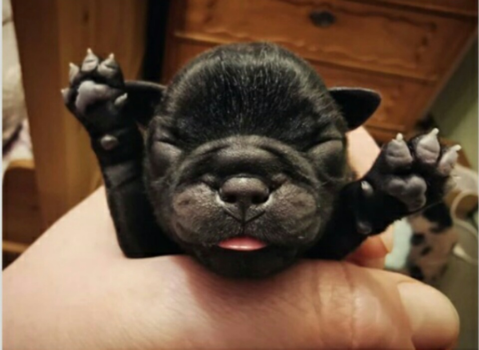 Así de tiernos se ven estos 18 animales adorables recién nacidos