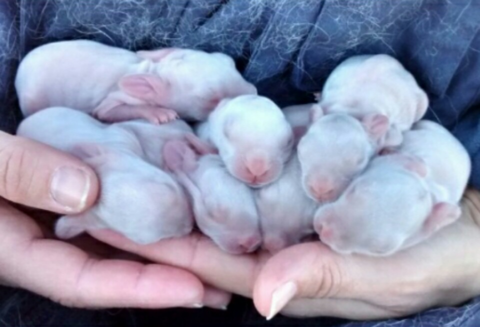 Así de tiernos se ven estos 18 animales adorables recién nacidos