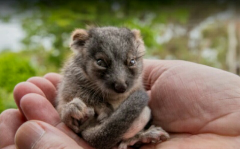 Así de tiernos se ven estos 18 animales adorables recién nacidos
