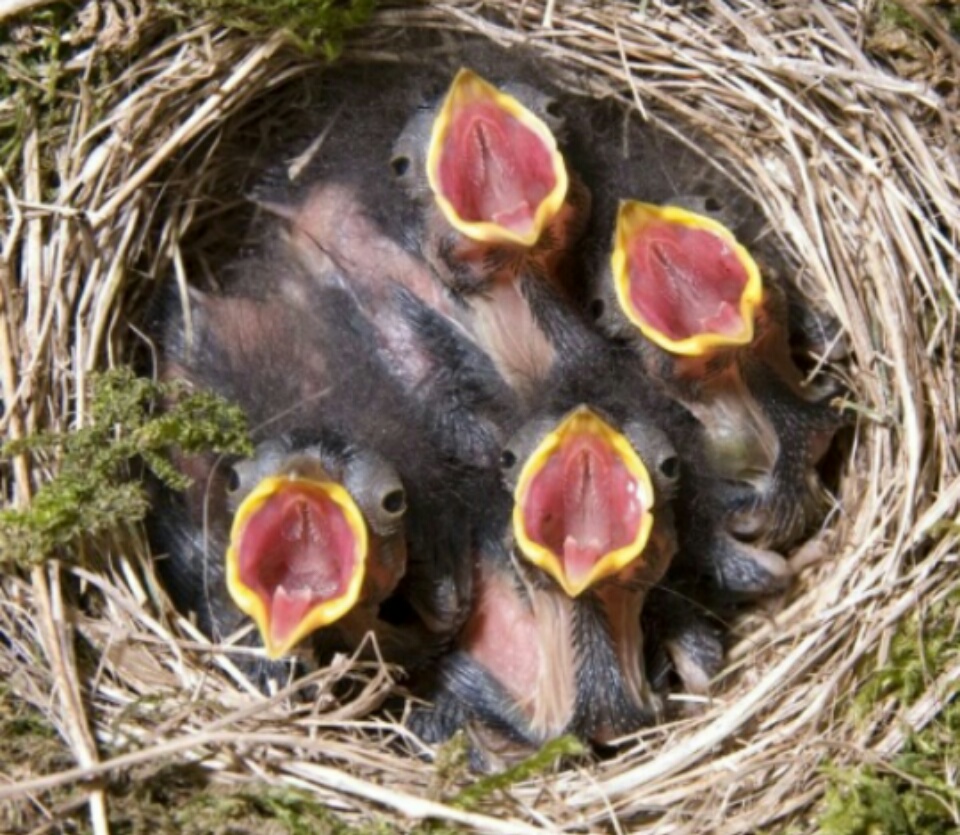 Así de tiernos se ven estos 18 animales adorables recién nacidos