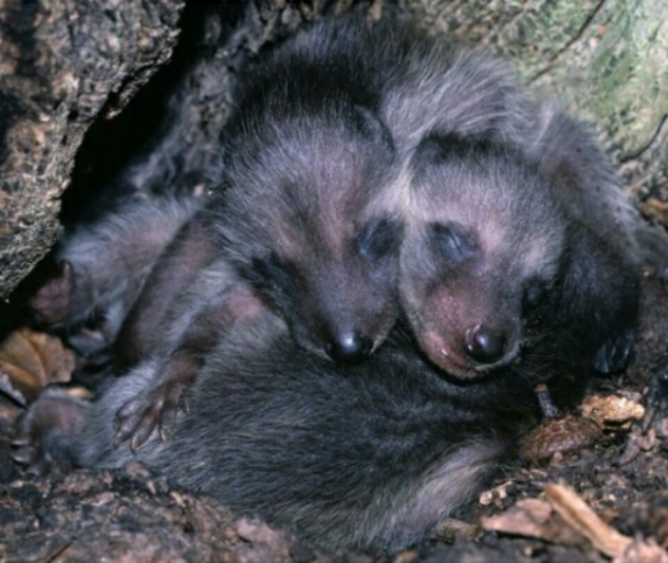 Así de tiernos se ven estos 18 animales adorables recién nacidos