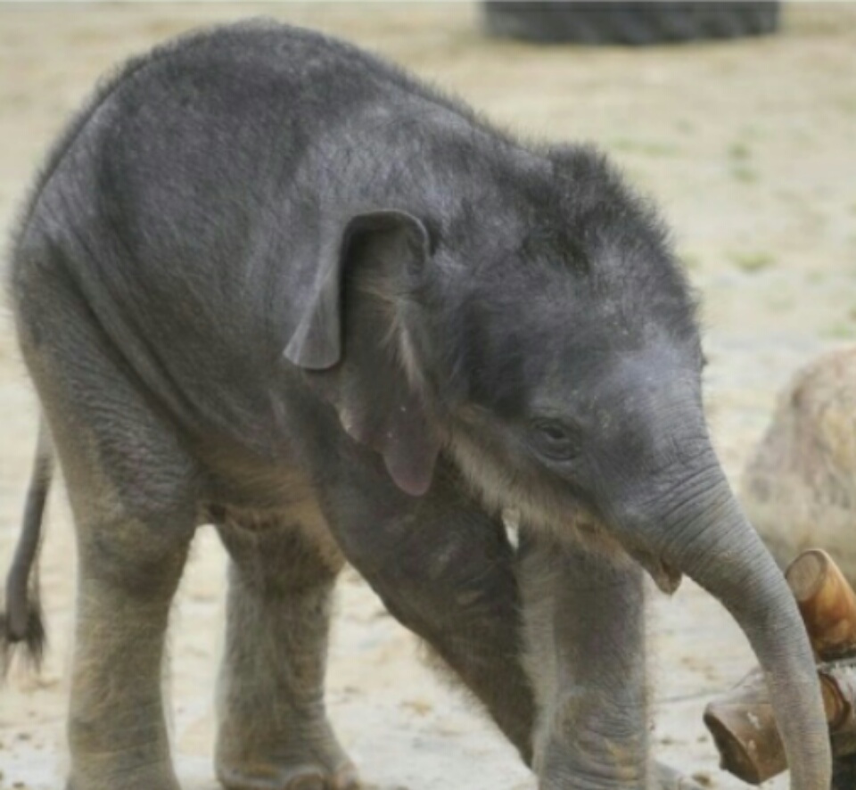 Así de tiernos se ven estos 18 animales adorables recién nacidos