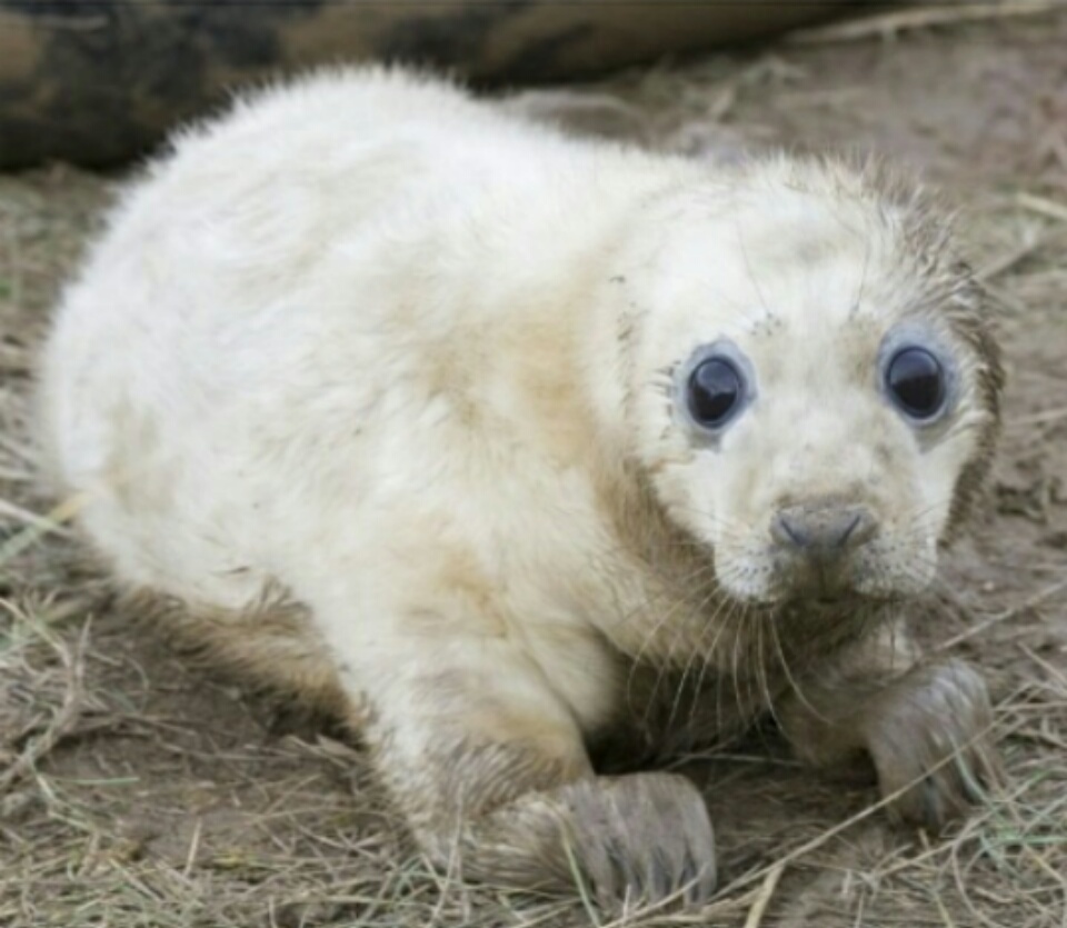 Así de tiernos se ven estos 18 animales adorables recién nacidos
