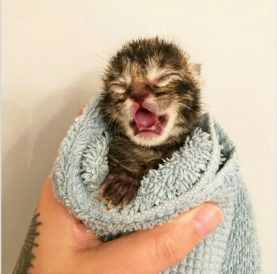 Así de tiernos se ven estos 18 animales adorables recién nacidos