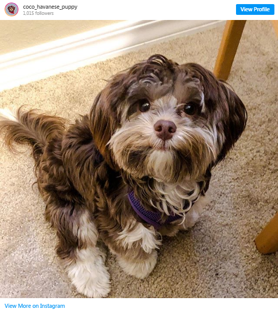 18+ Fotos de perritos adorables que parecen osos de peluche