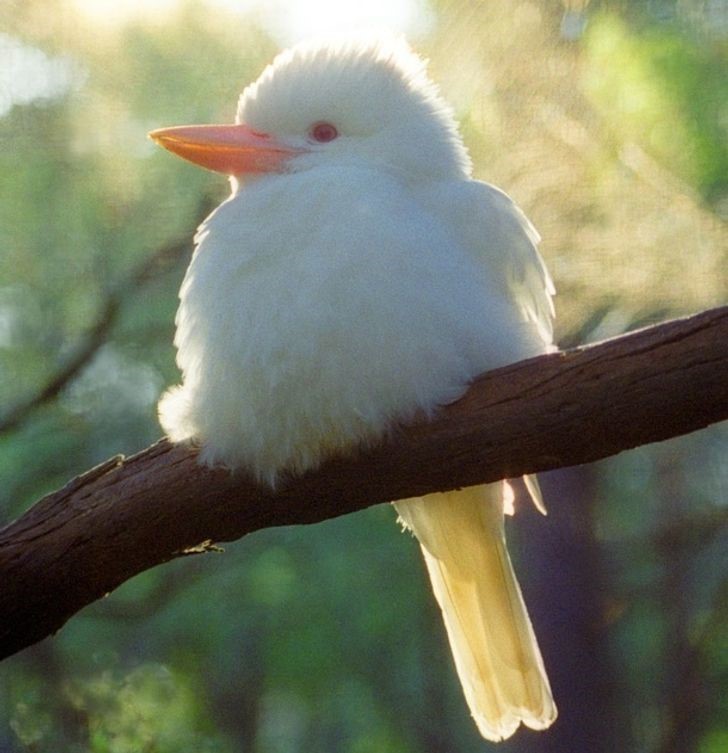15 Animales albinos que debes conocer antes de que sea demasiado tarde