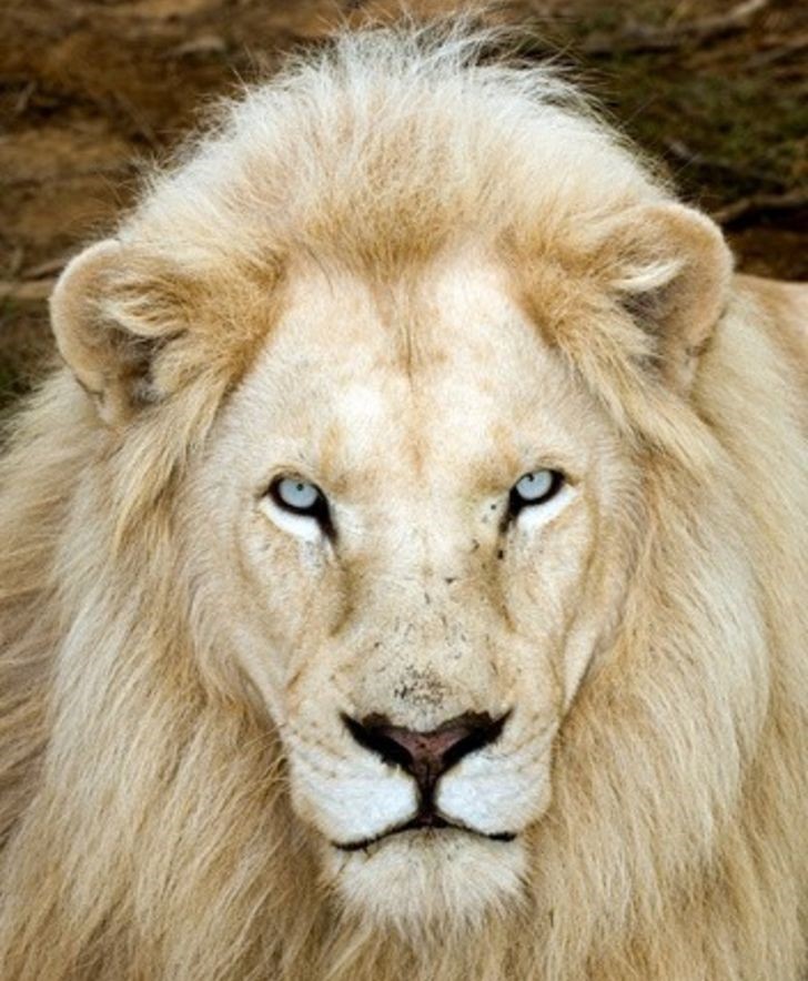 15 Animales albinos que debes conocer antes de que sea demasiado tarde