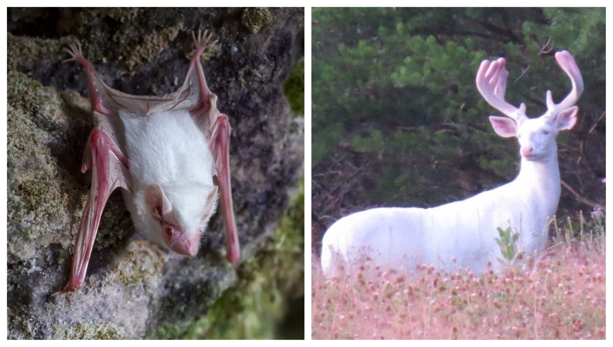 15 Animales albinos que debes conocer antes de que sea demasiado tarde