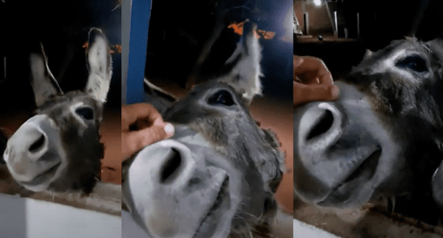 En vídeo se capturó el emotivo encuentro de un burro con su dueña