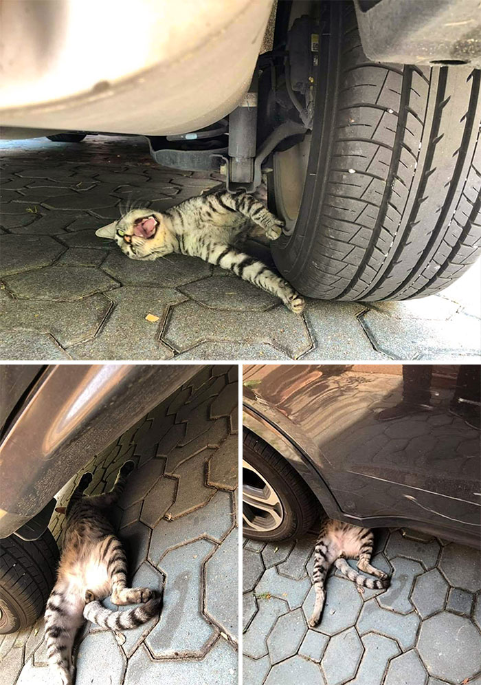 26 fotos de gatos graciosos que parecen sacados de películas