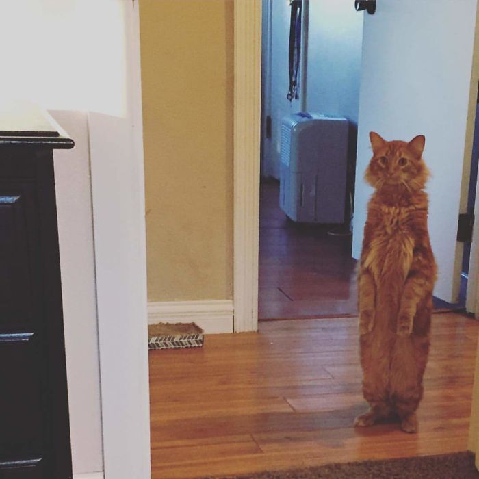 26 fotos de gatos graciosos que parecen sacados de películas