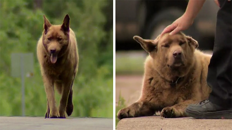 La animadora historia de Bruno, un perro viejo que camina más de 6 ...