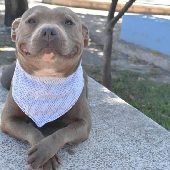 50 fotografías que reflejan la inocencia de estos perros bonitos ...