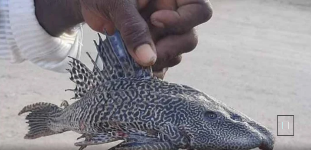 Del Amazonas a la India, la travesía que dió un pez raro para sobrevivir