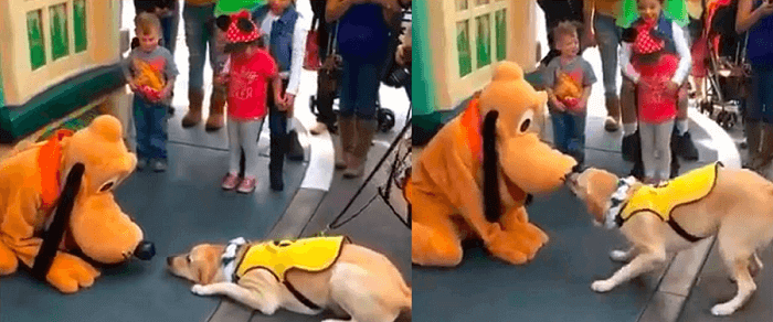 Emocionante reacción de un perro guía al conocer a Pluto en Disneylandia