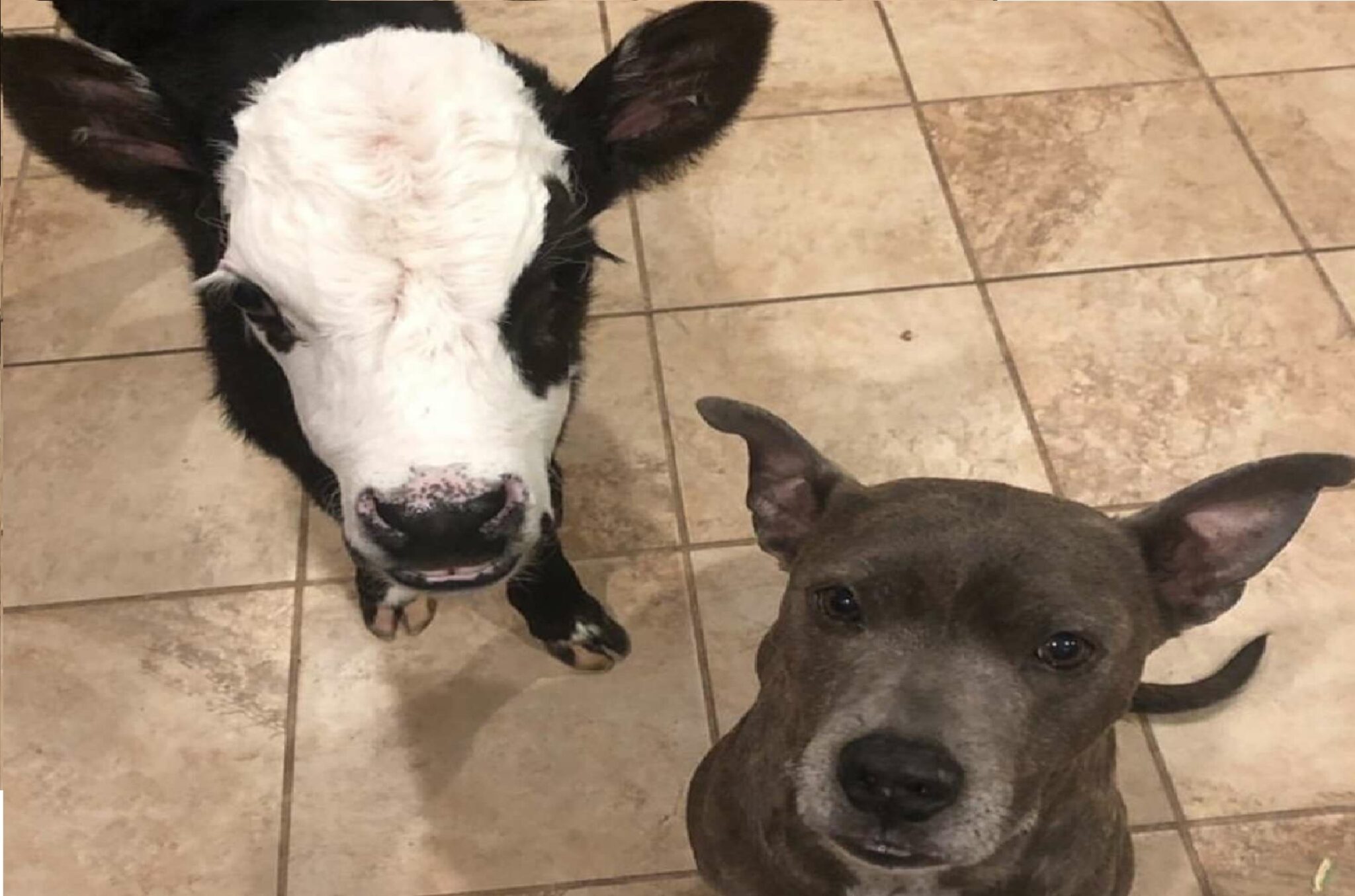 Sven la vaca con complejo de perro que está dando mucho de que hablar ...