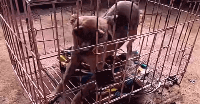 Joven se arriesgó a rescatar a un perrito que estaba encerrado dentro ...