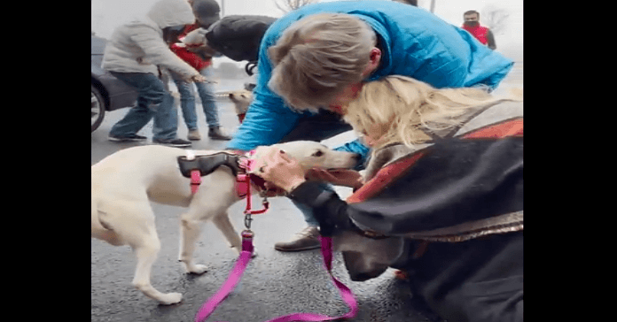 Más 170 perros de rescate fueron llevados de Puerto Rico a NYC por The ...