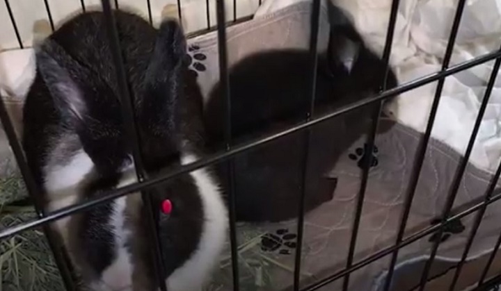 Conejos rescatados reciben un hogar y traen una sorpresa con ellos