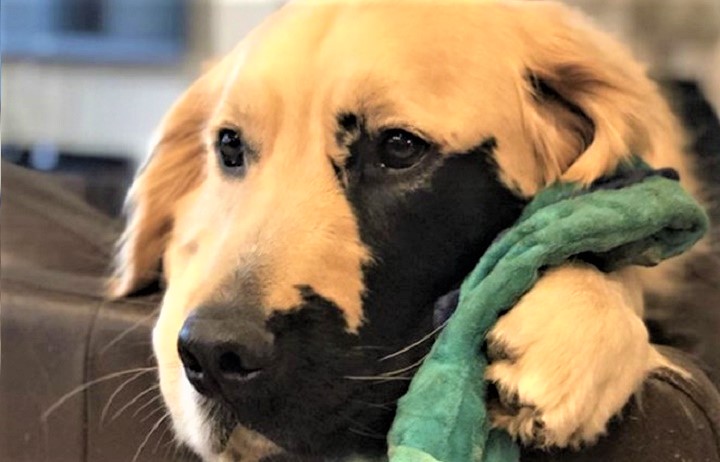 La mutación genética de este perrito lo hace único en su especie