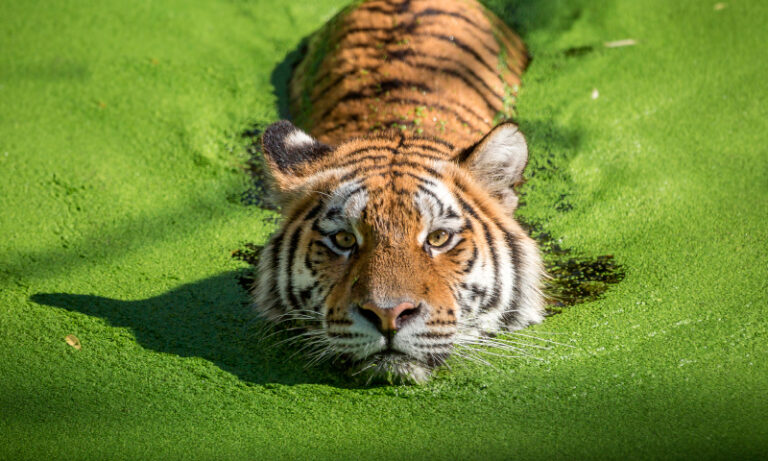 6 Datos Curiosos Que Seguro No Sabías Sobre El Tigre