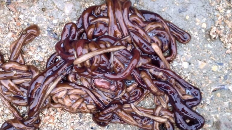 10 animales más grandes y largos del planeta