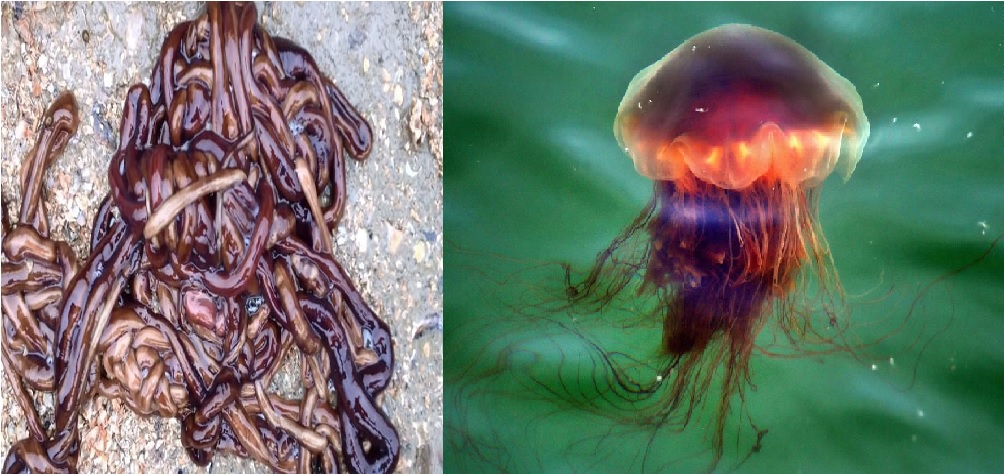 10 animales más grandes y largos del planeta