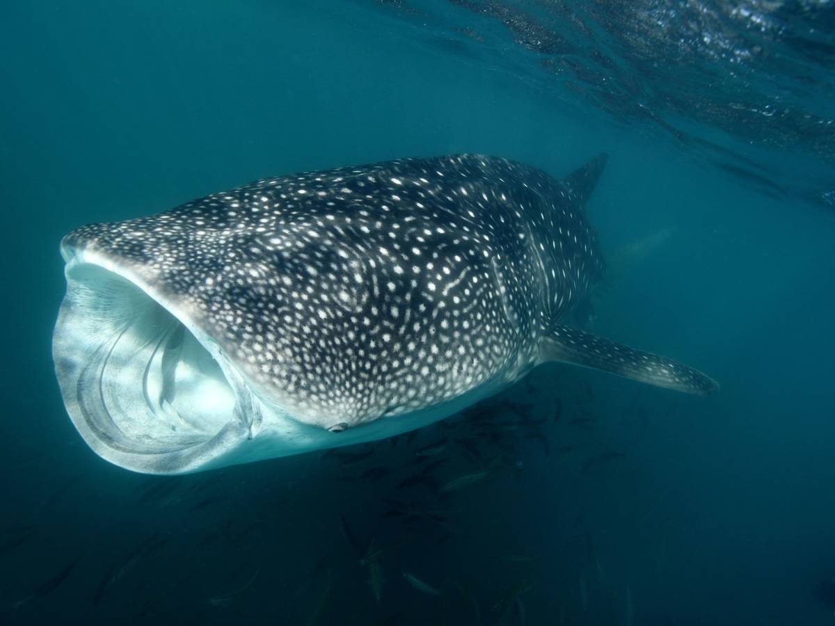10 animales más grandes y largos del planeta