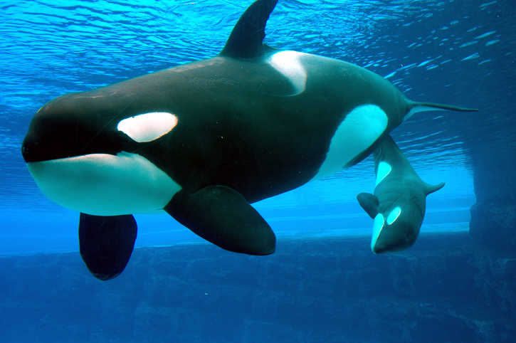 7 curiosidades sobre Orcas que seguro no conocías