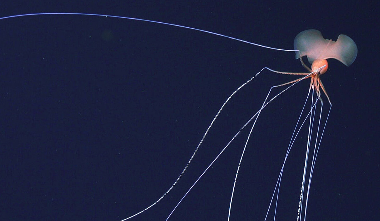 10 animales más grandes y largos del planeta