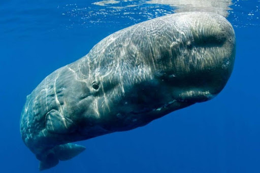 10 animales más grandes y largos del planeta