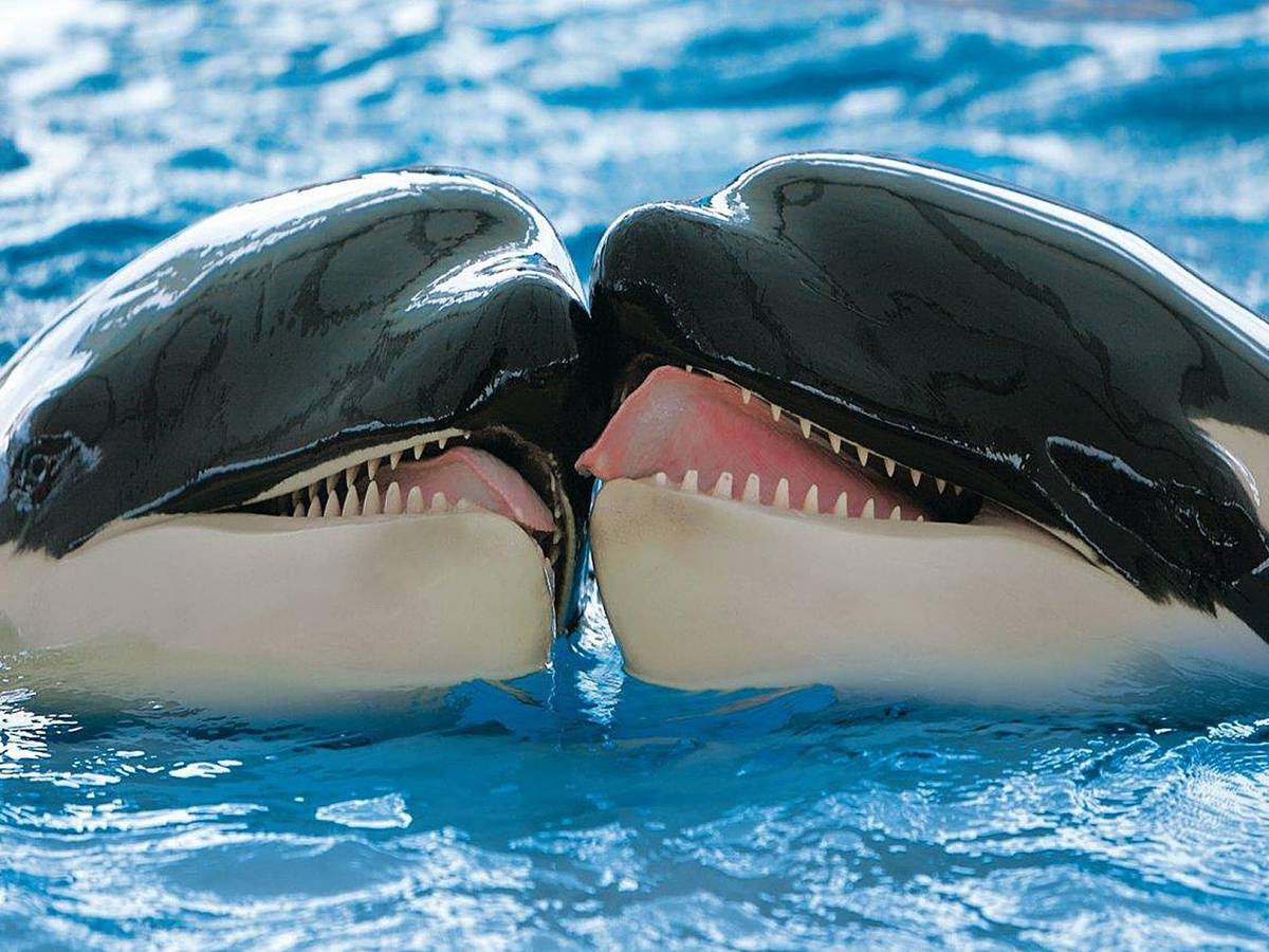 7 curiosidades sobre Orcas que seguro no conocías