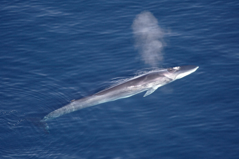10 animales más grandes y largos del planeta