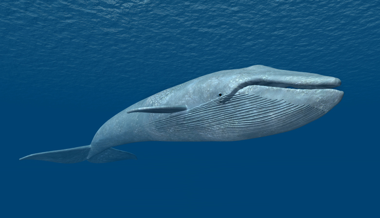 10 animales más grandes y largos del planeta