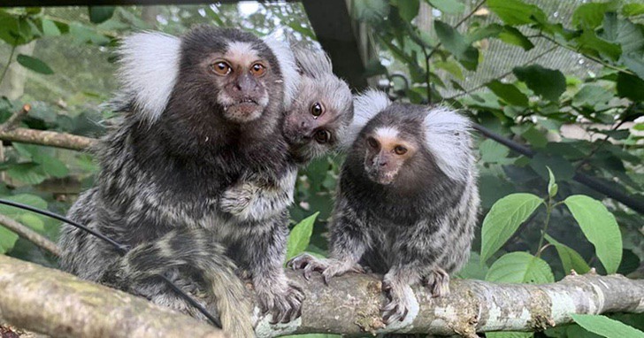 Bebé mono rescatado se le ve muy contento al conocer a su nueva familia