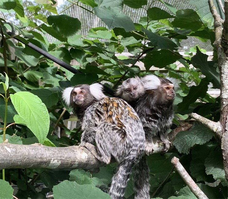 Bebé mono rescatado se le ve muy contento al conocer a su nueva familia