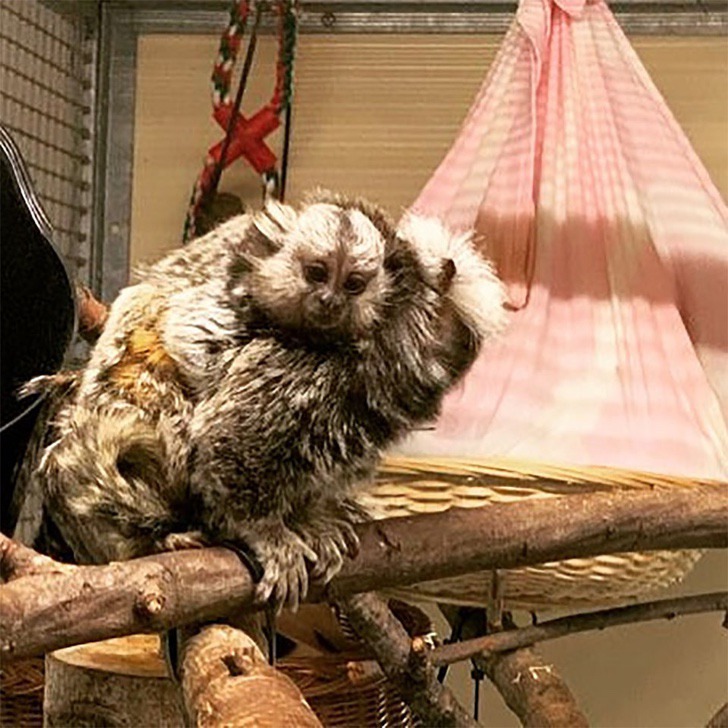 Bebé mono rescatado se le ve muy contento al conocer a su nueva familia