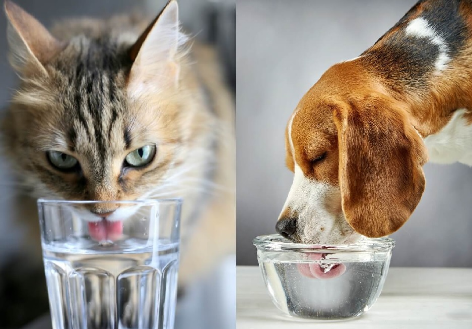 10 cosas curiosas que quizás desconocías de los perros