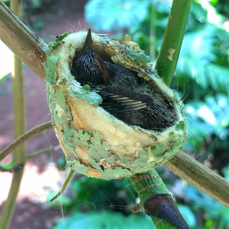 Mamá colibrí construye un tejado en el nido para proteger a sus bebés