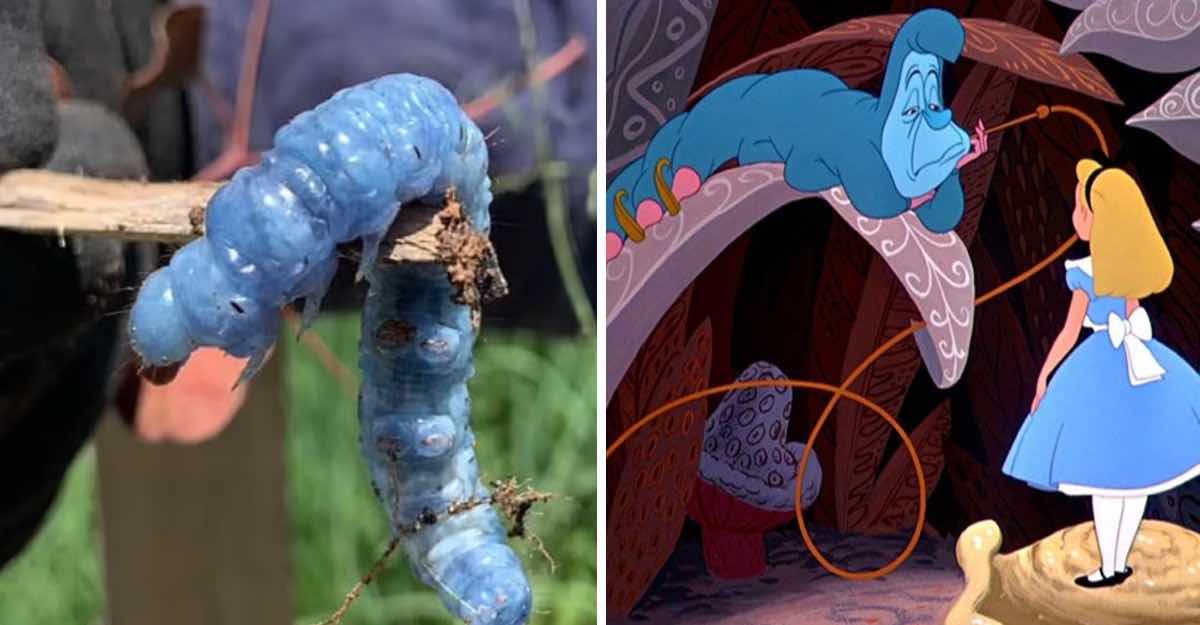 Descubren una oruga azul similar a la de Alicia en el país de las ...
