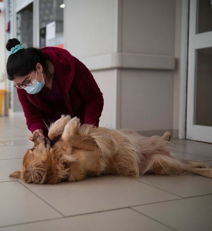Perros de terapia dan alivio al personal medico en un hospital de Chile