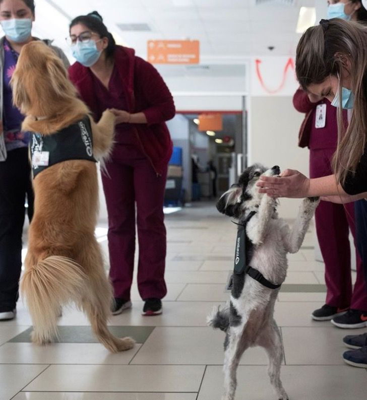 Perros de terapia dan alivio al personal medico en un hospital de Chile