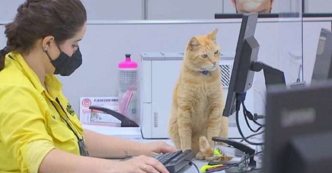 Gato obtiene credencial de asistente en una oficina después de 1 año