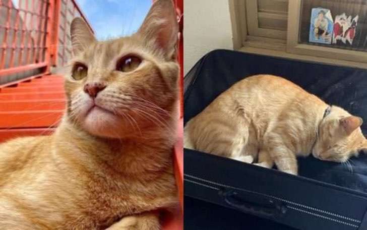 Gato obtiene credencial de asistente en una oficina después de 1 año