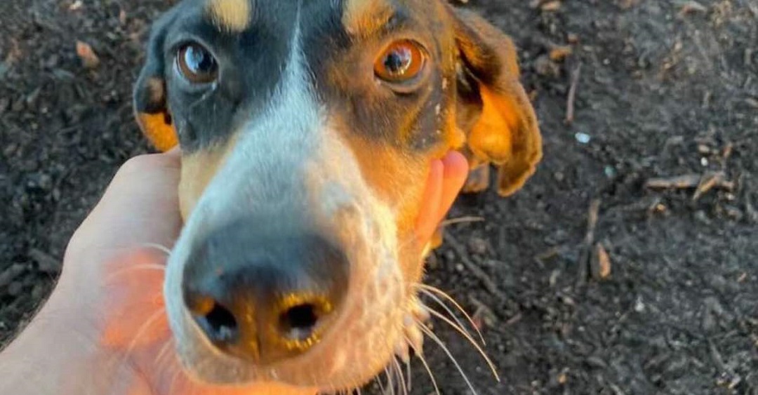 Perrito guio a su dueño hasta una cachorrita abandonada en el parque