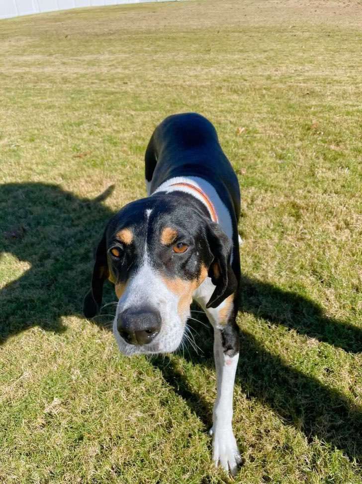 Perrito guio a su dueño hasta una cachorrita abandonada en el parque