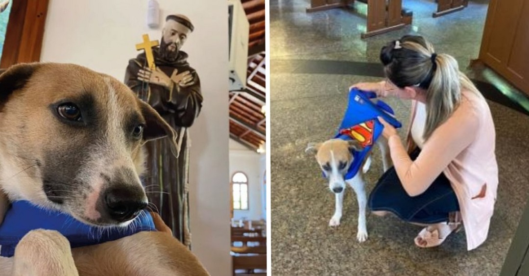 Perrito eligió como refugio la casa de Dios y ahora da la bienvenida en ...