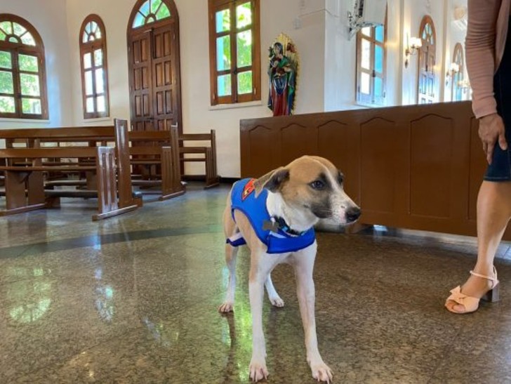 Perrito eligió como refugio la casa de Dios y ahora da la bienvenida en ...